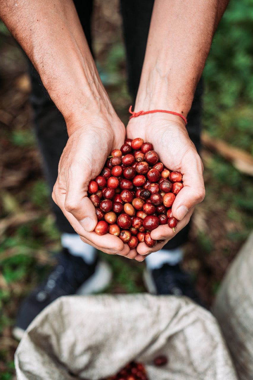 Espresso Lab Microroasters